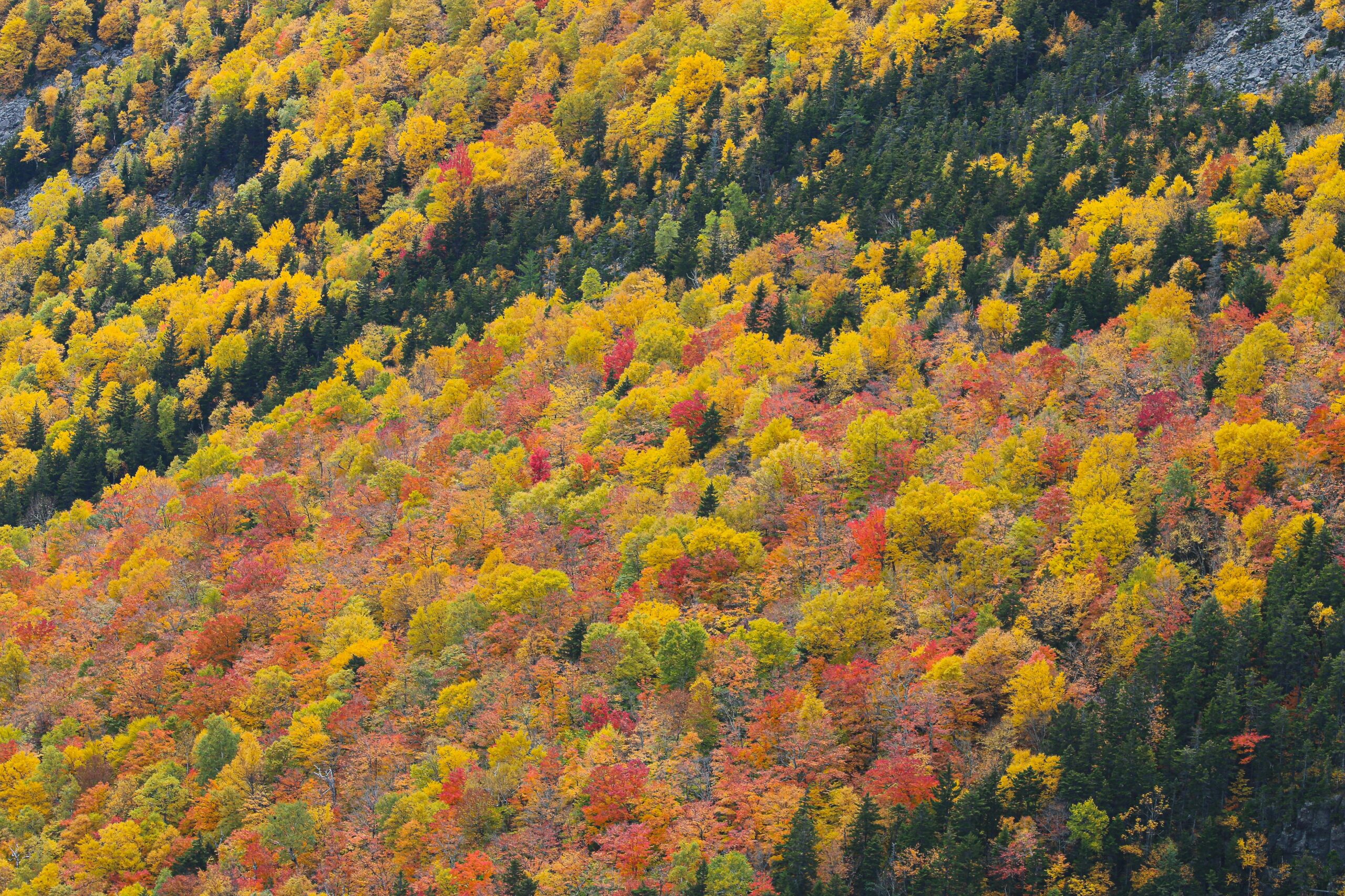 Fall Foliage in Aspen | October Views & Luxury Downtown Stay